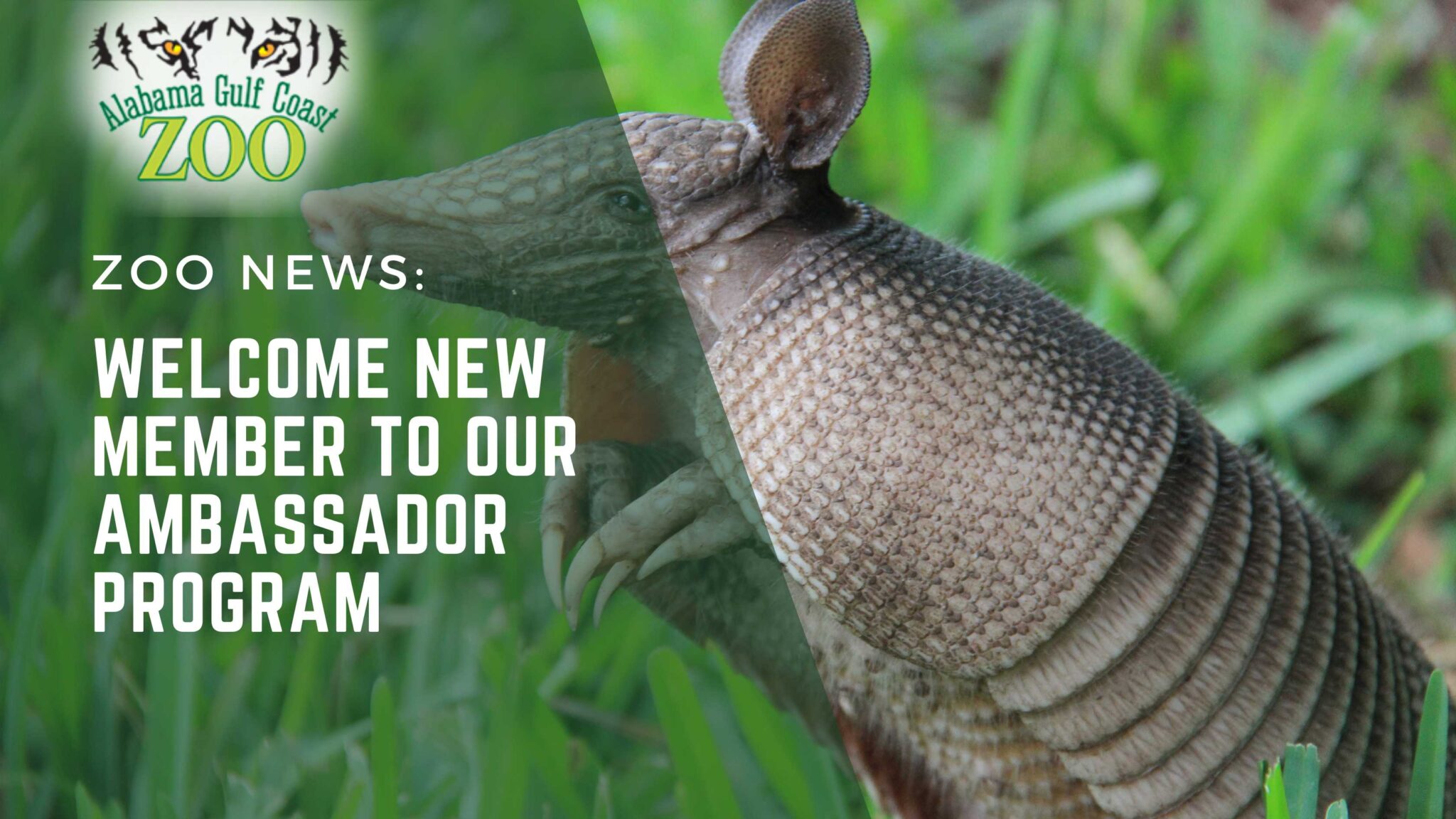 Introducing Newest Member Of Our Animal Ambassador Program - AL Gulf ...