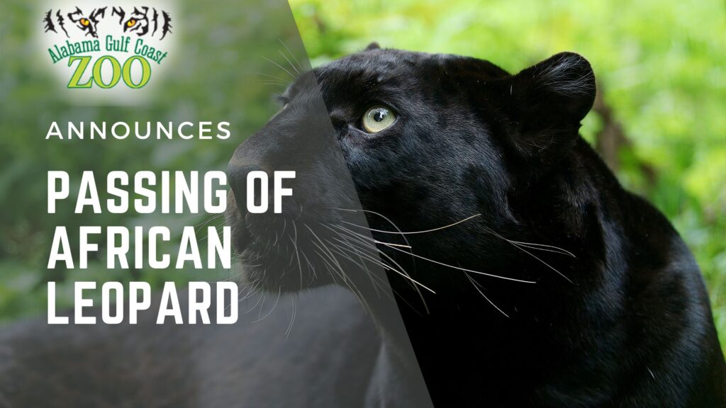 African Leopard Zoo