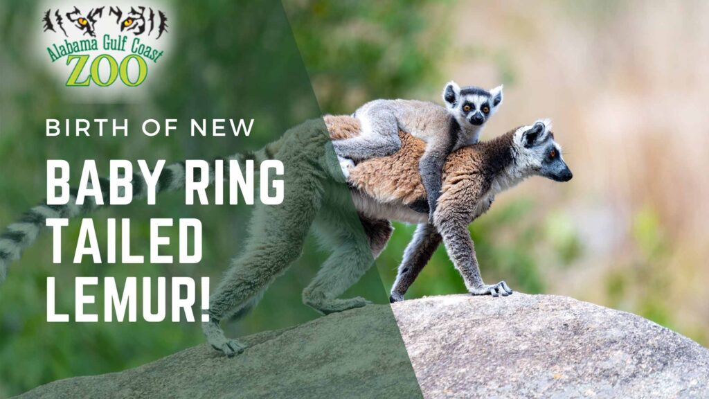 Alabama Gulf Coast Zoo Welcomes Birth Of Endangered Ring Tailed Lemur ...