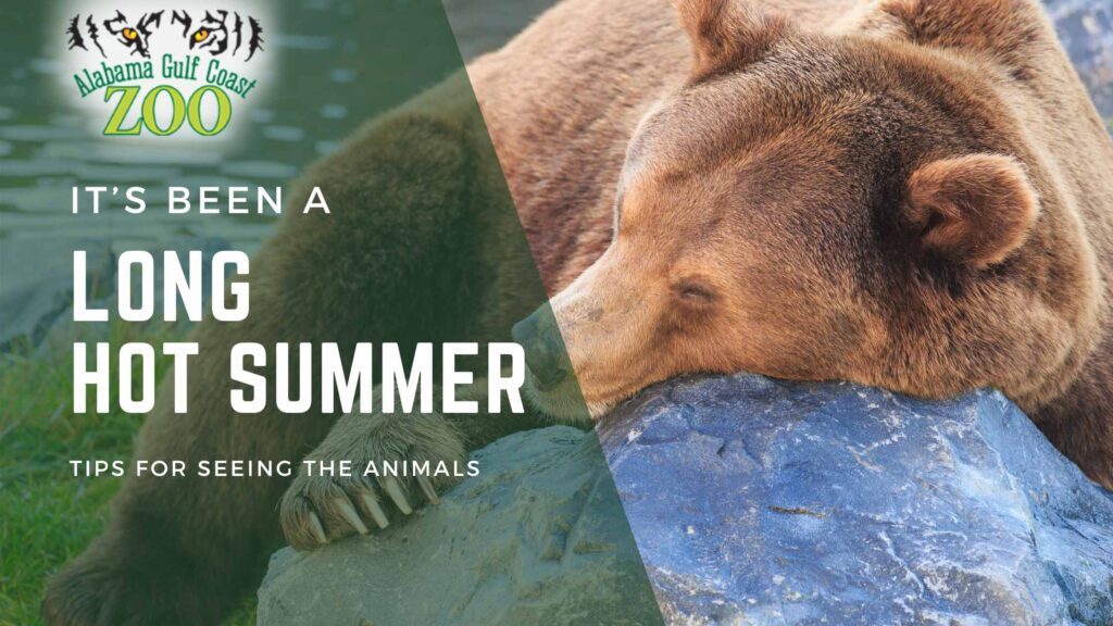 Escape The Heat At The Alabama Gulf Coast Zoo - Discover The Coolest ...
