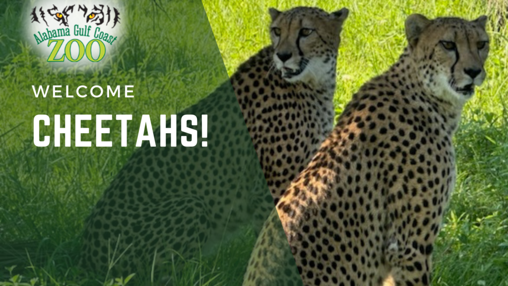 Alabama Gulf Coast Zoo Welcomes New Cheetahs.