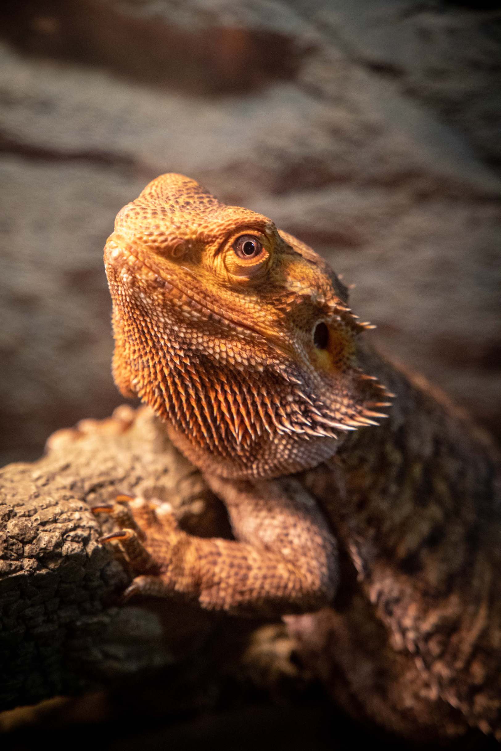 Learn About Alabama Gulf Coast Zoo- #1 Best Zoo In Alabama
