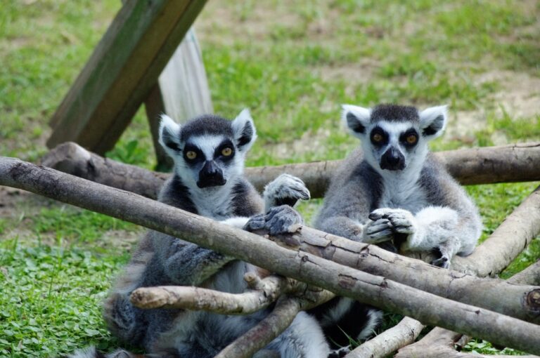Animal Adventures - AL Gulf Coast Zoo