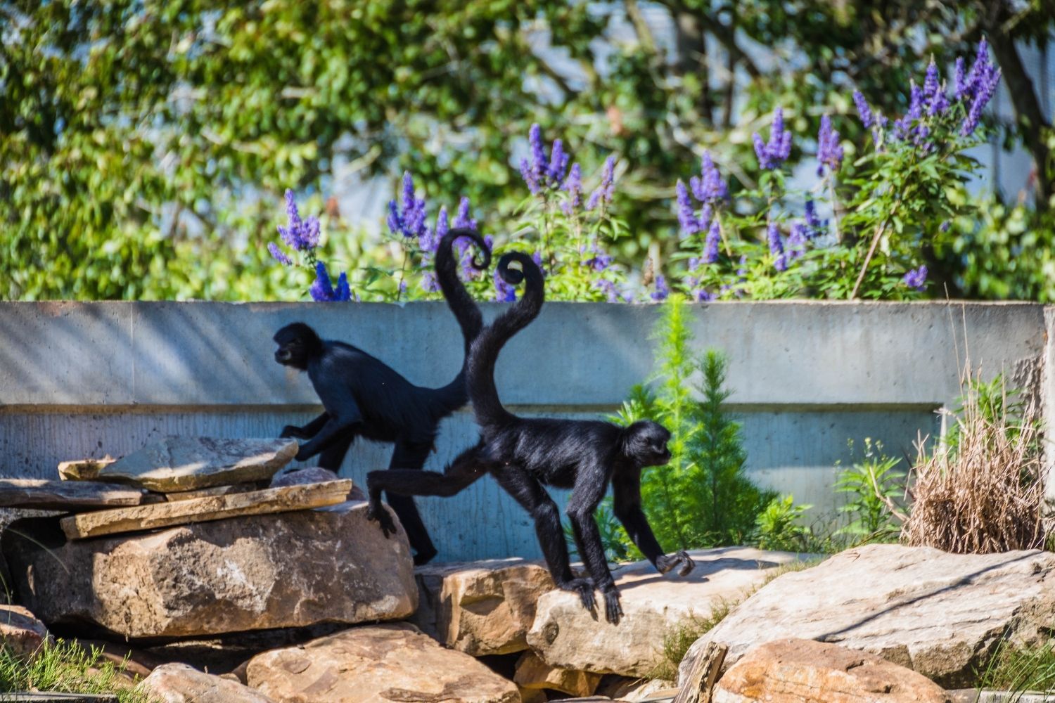 Animals - AL Gulf Coast Zoo