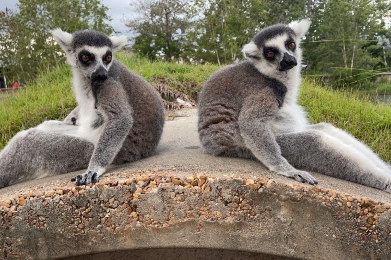 Destination Madagascar - AL Gulf Coast Zoo