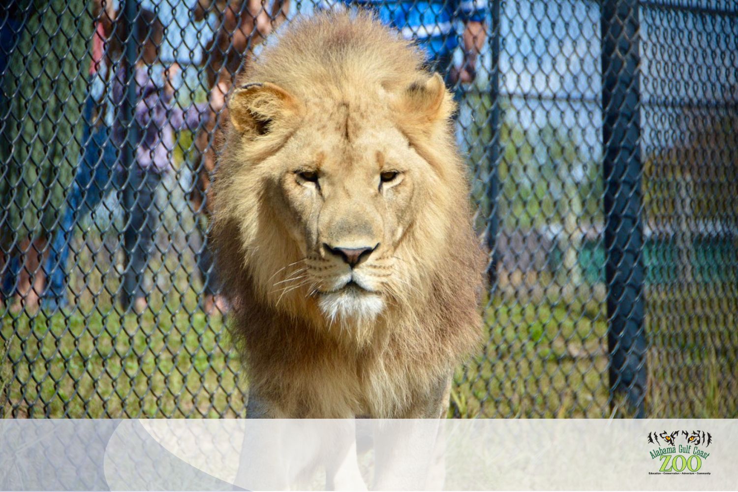 Memberships - AL Gulf Coast Zoo