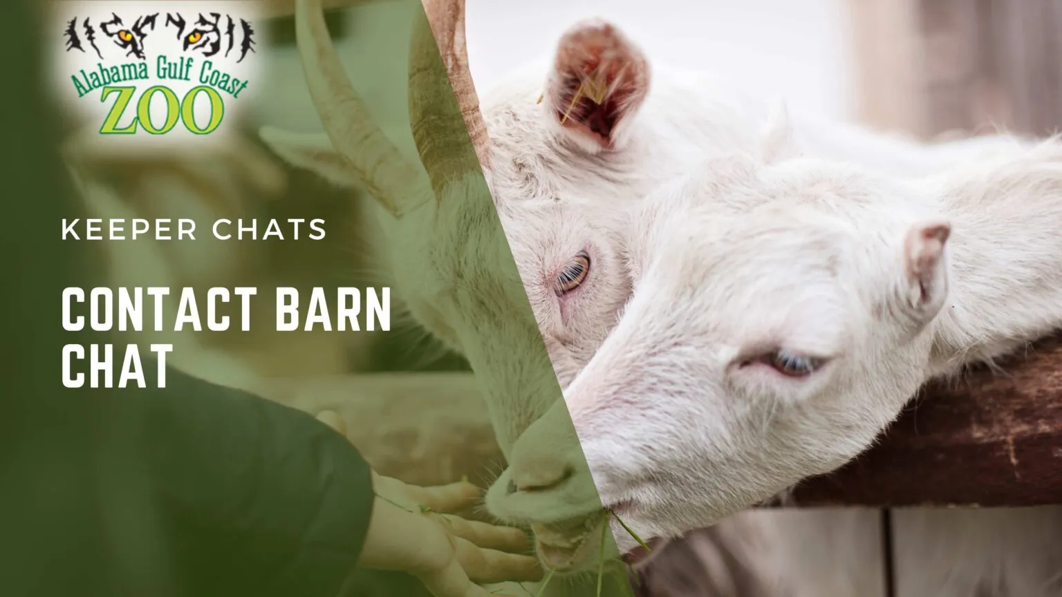 Contact Barn Chat - AL Gulf Coast Zoo