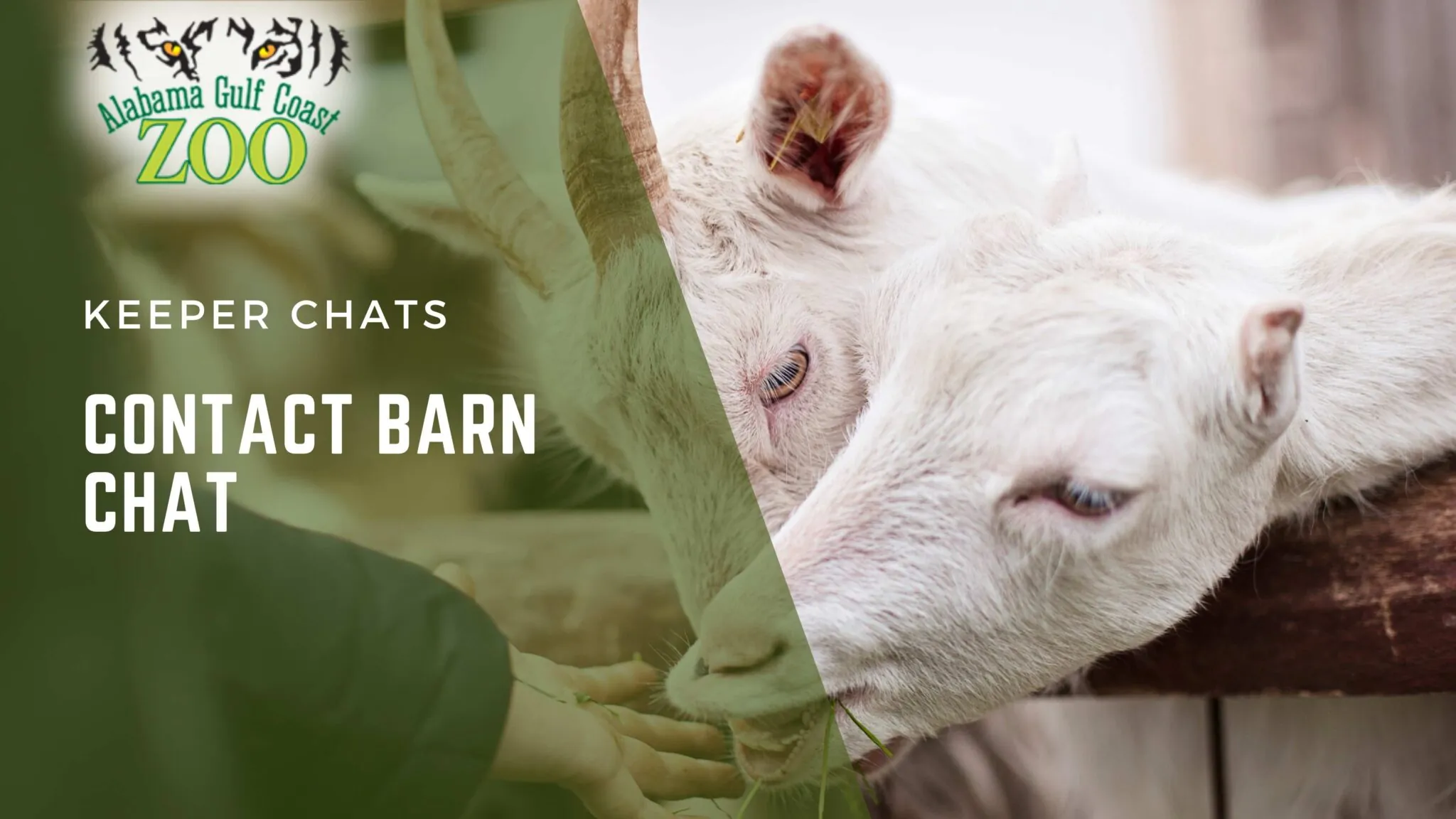 Contact Barn Chat - AL Gulf Coast Zoo