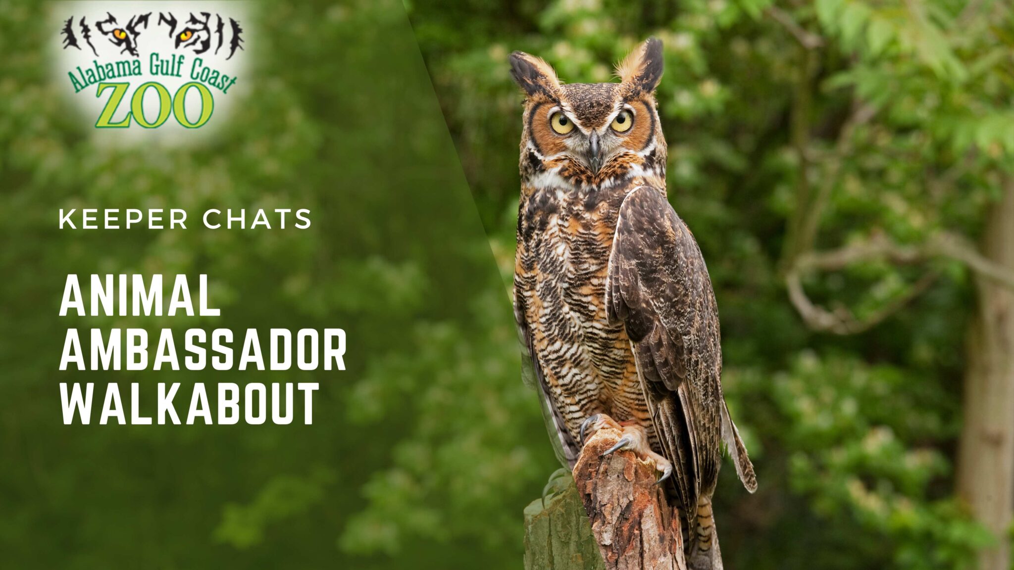 Animal Ambassador Walkabout - AL Gulf Coast Zoo