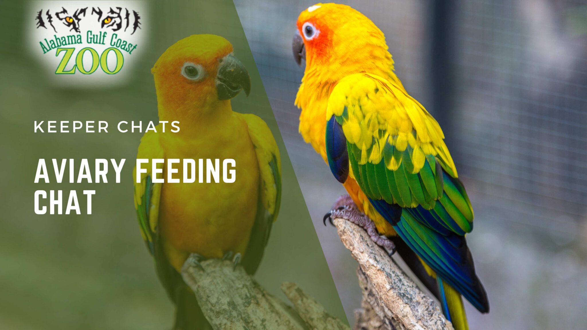 Aviary Feeding Chat - AL Gulf Coast Zoo