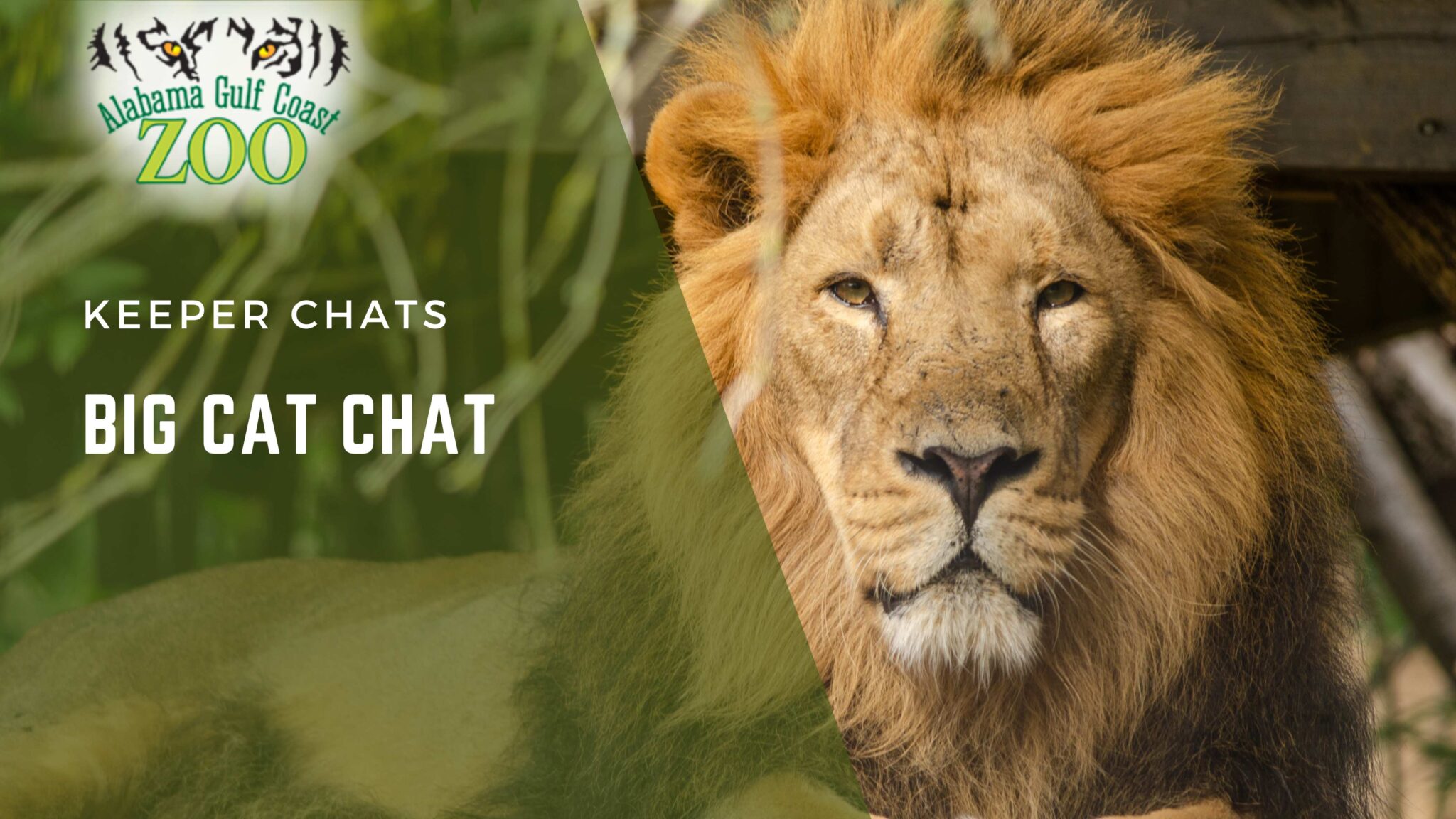 Afternoon Big Cat Chat - AL Gulf Coast Zoo