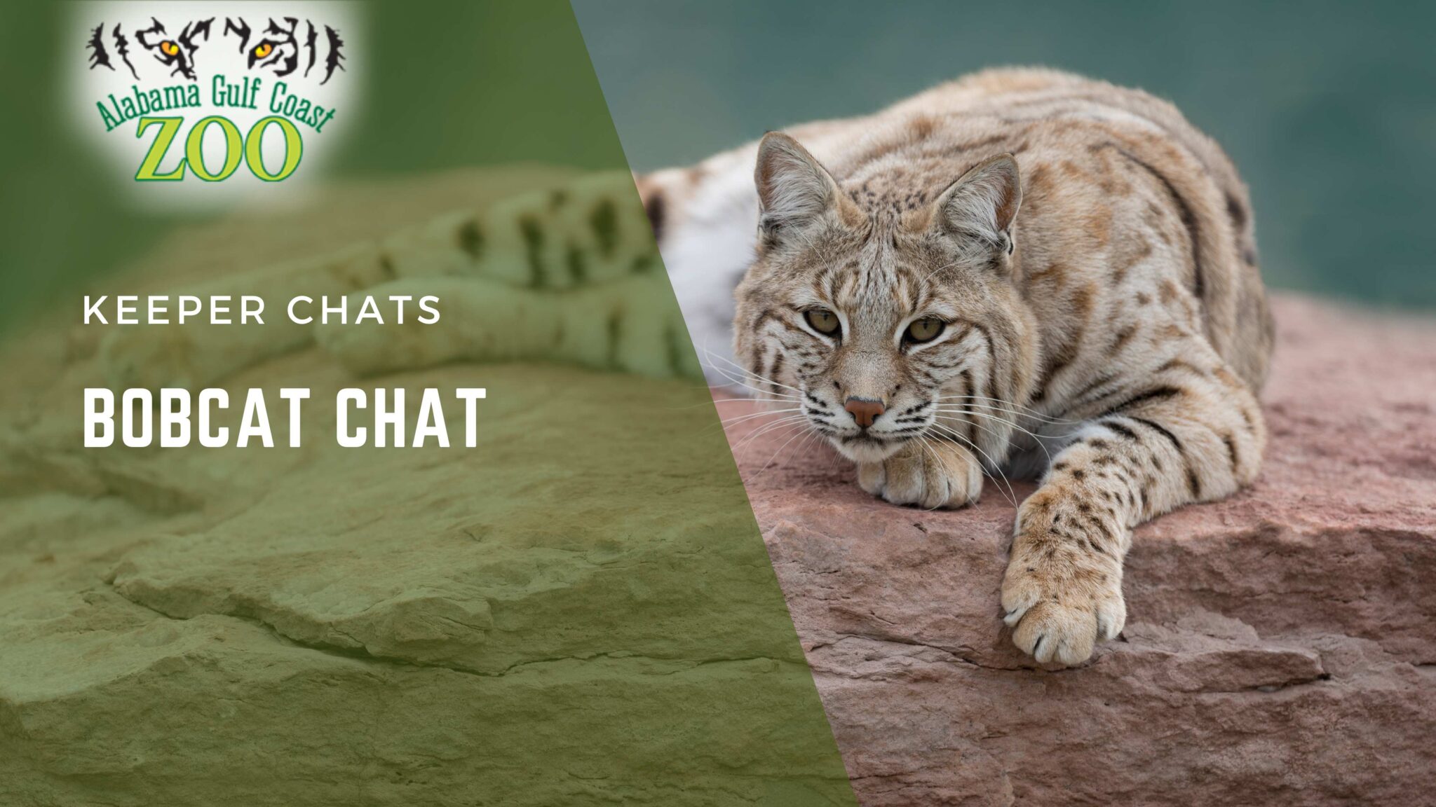 Bobcat Chat - AL Gulf Coast Zoo