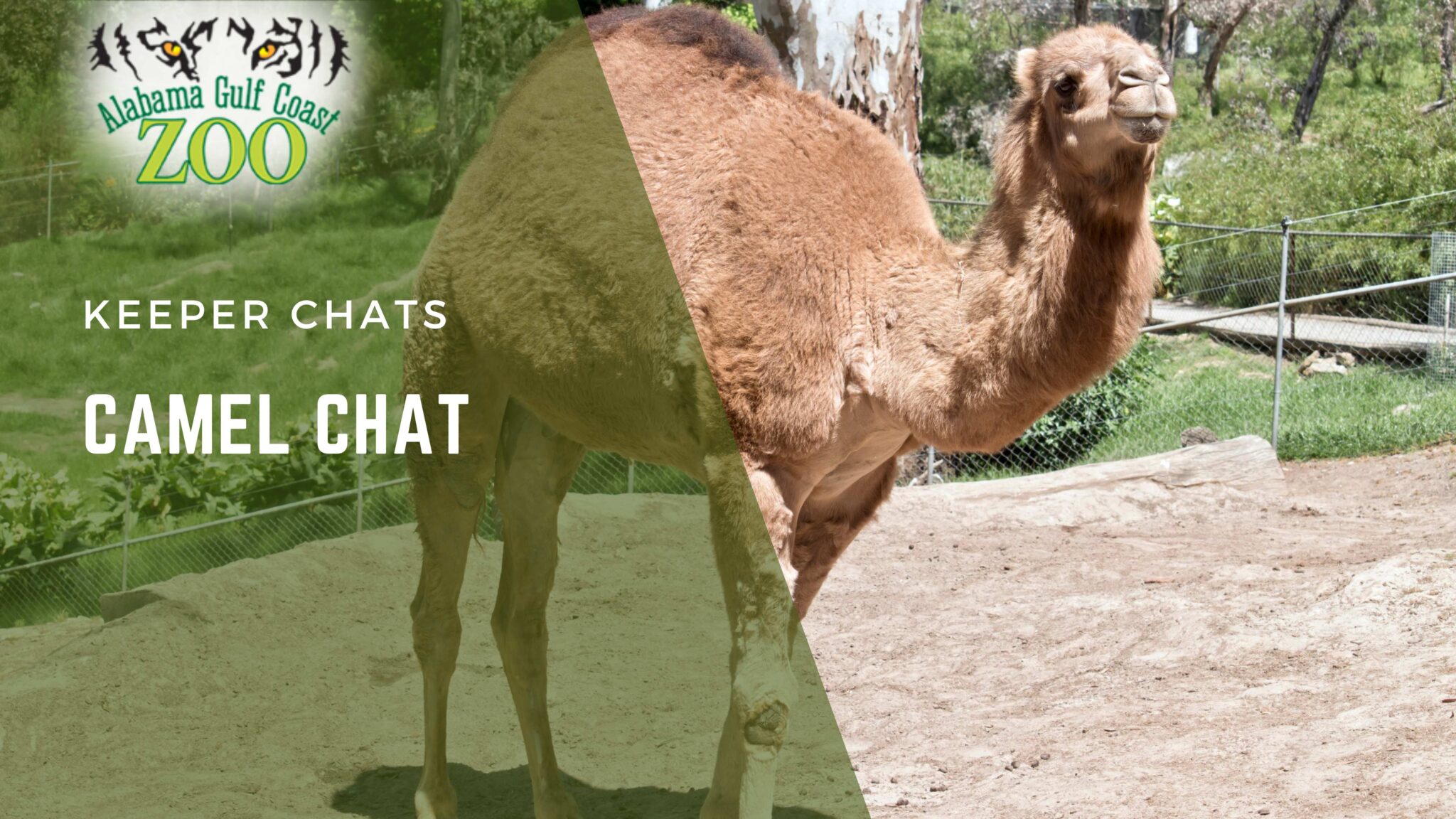 Camel Chat - AL Gulf Coast Zoo