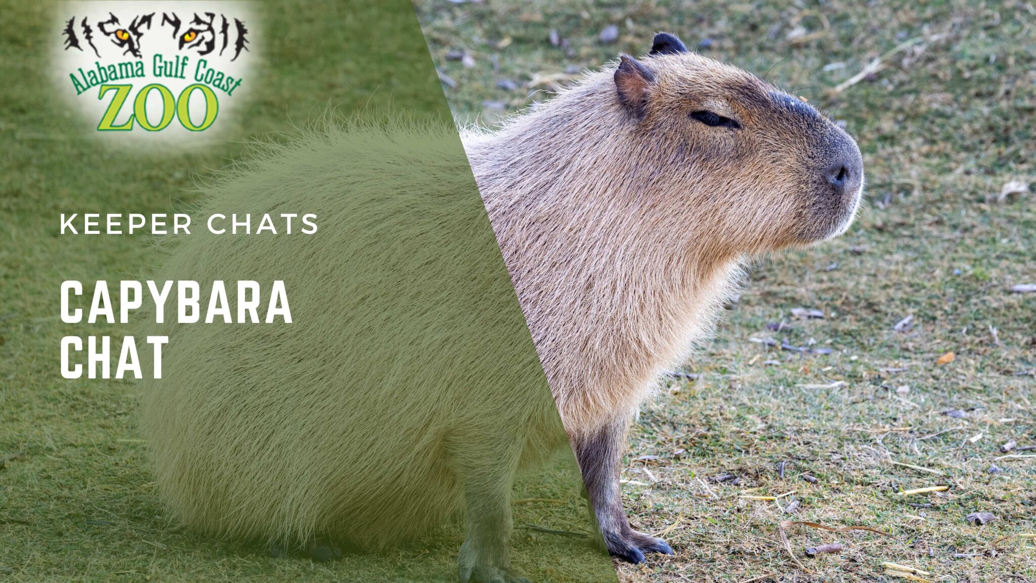 New World Animal Keeper Chat - AL Gulf Coast Zoo