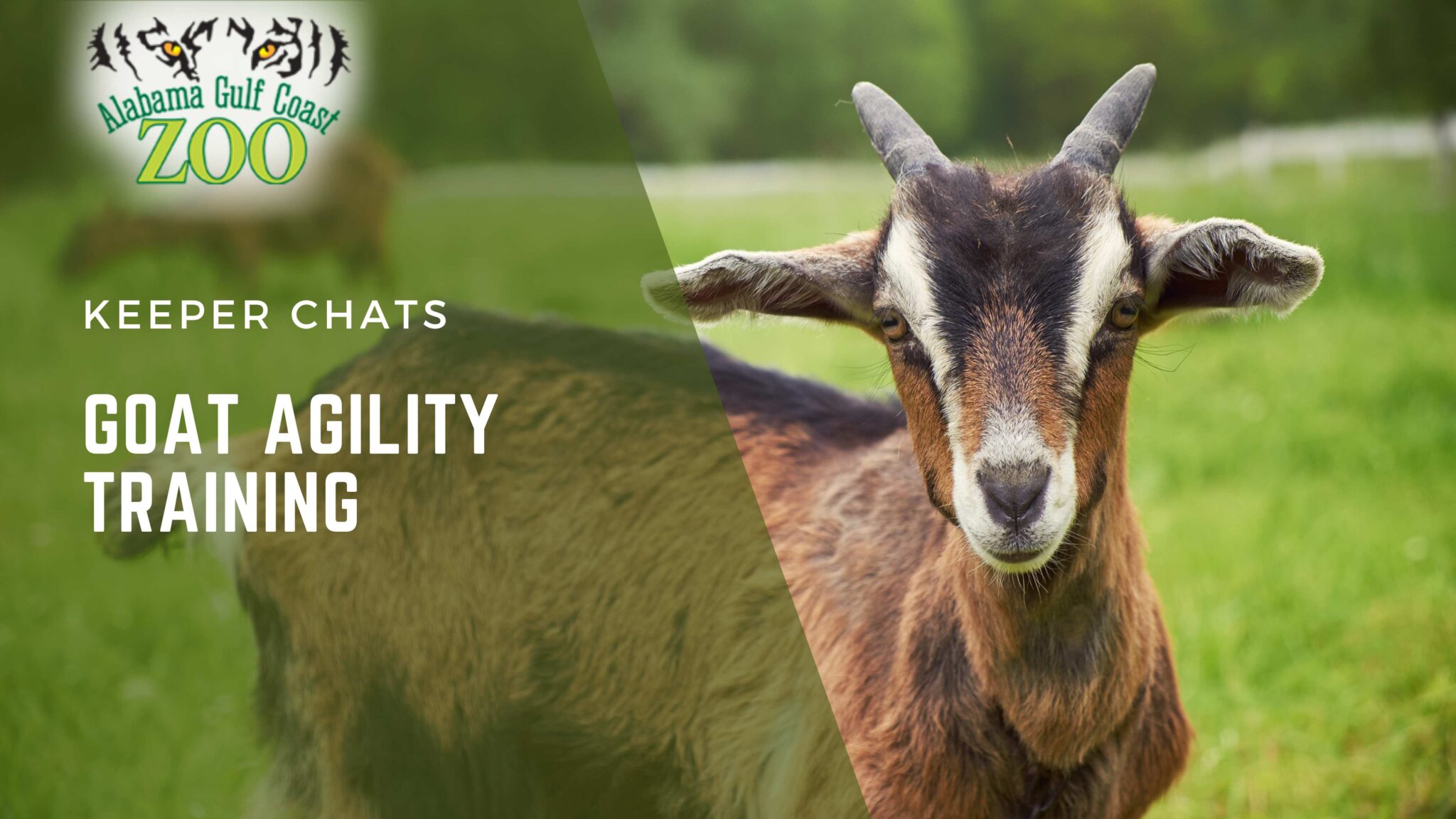 Goat Agility Training - AL Gulf Coast Zoo