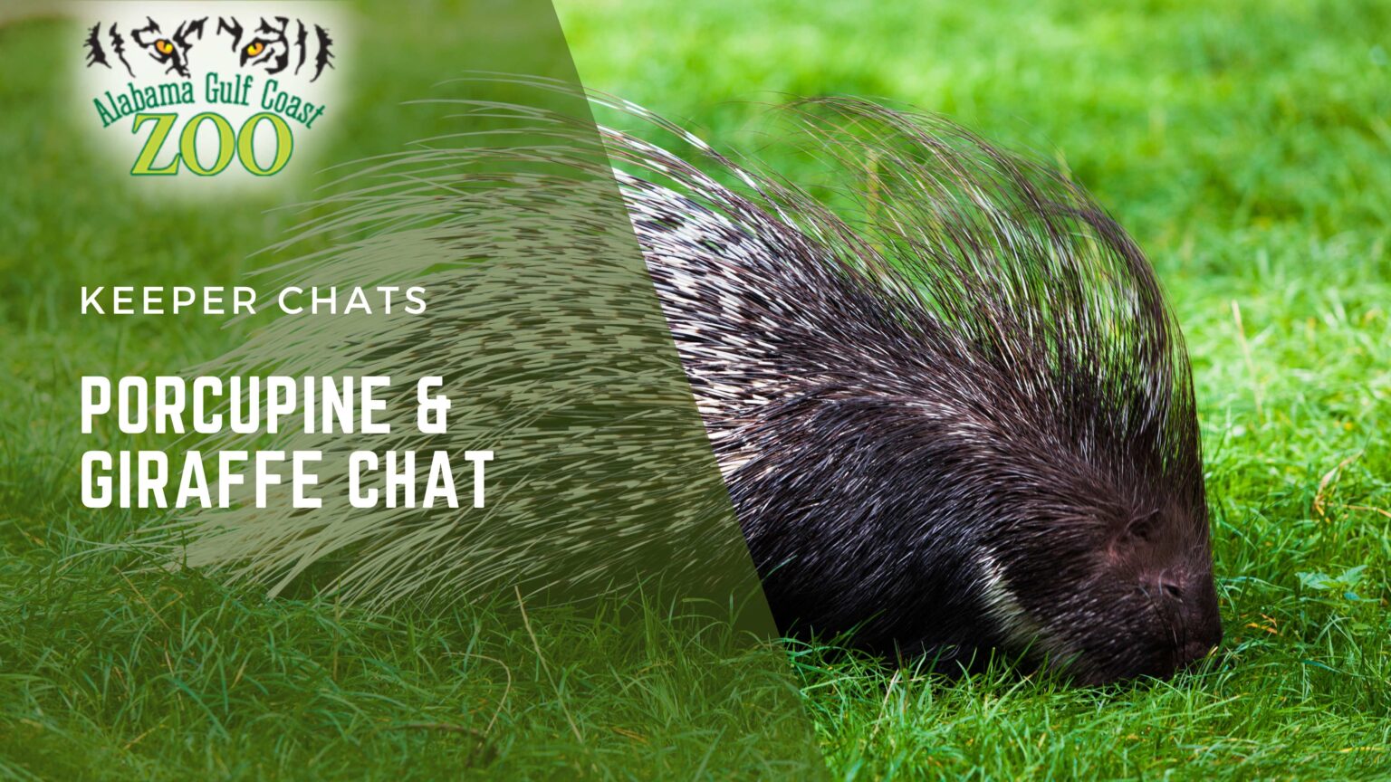 Porcupine And Giraffe Chat - AL Gulf Coast Zoo