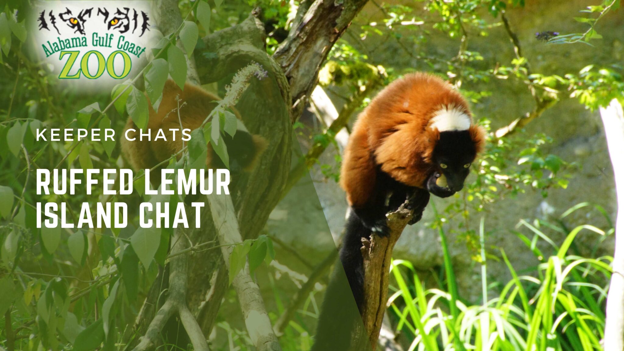 Ruffed Lemur Island Chat - AL Gulf Coast Zoo