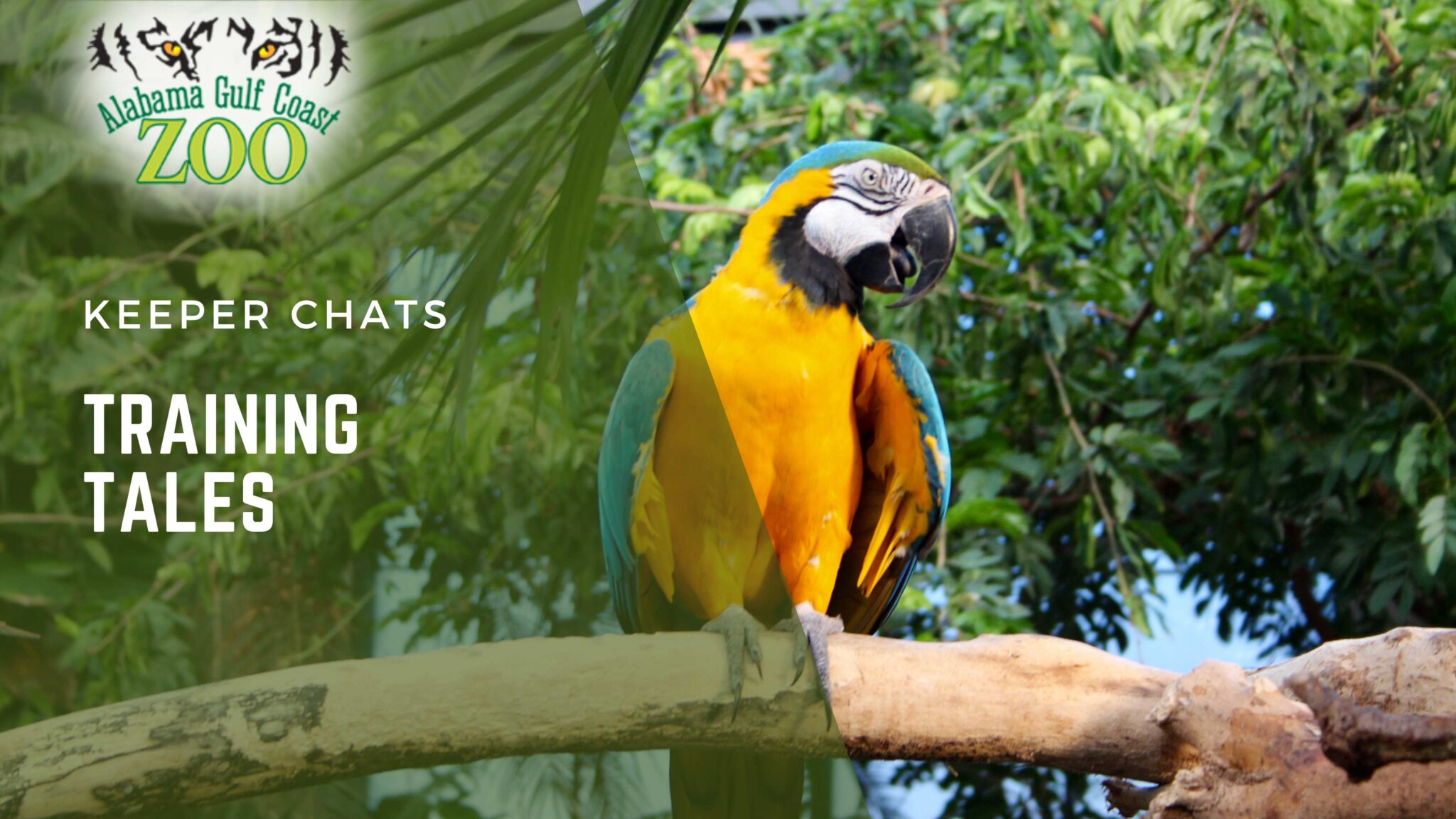 Training Tales - AL Gulf Coast Zoo